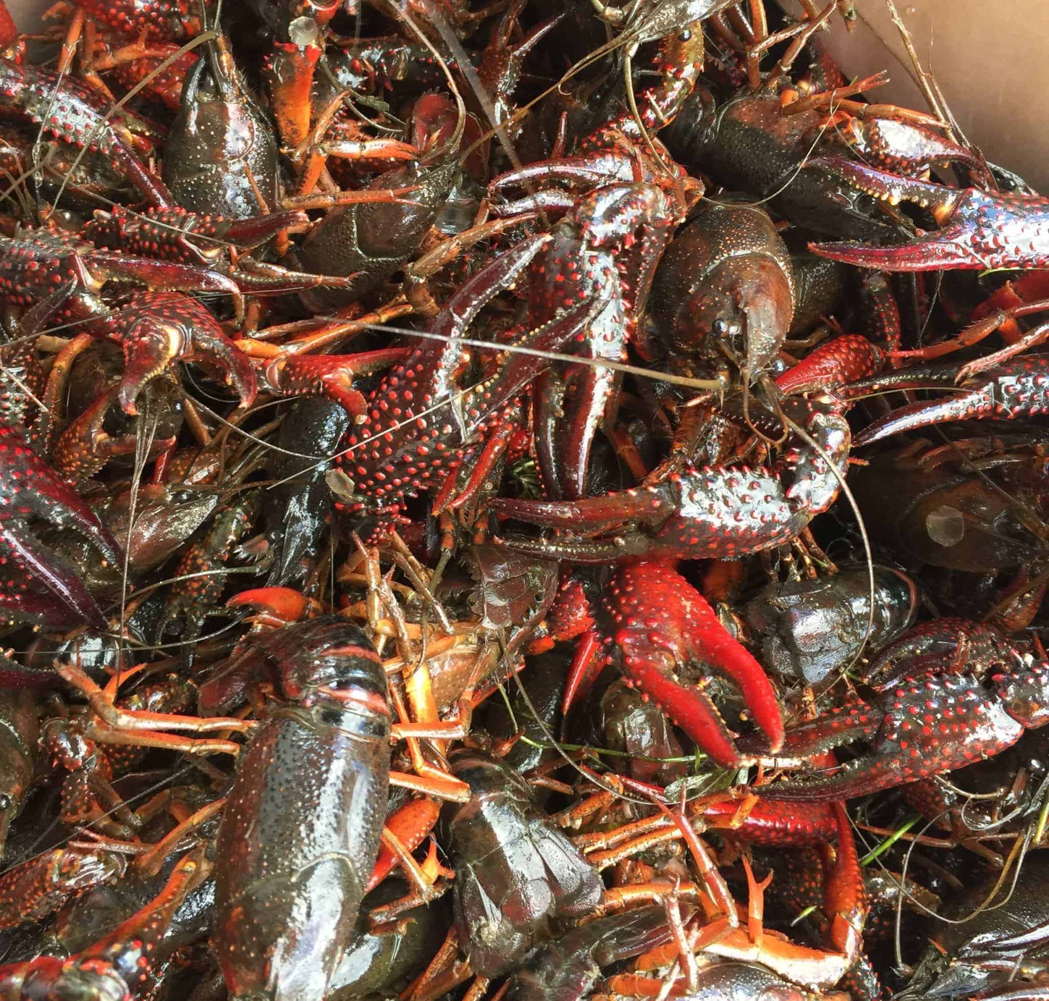 Live Crawfish - 10lb, 15lb & 20lb Sacks $5.25/lb | NTX Crawfish Company